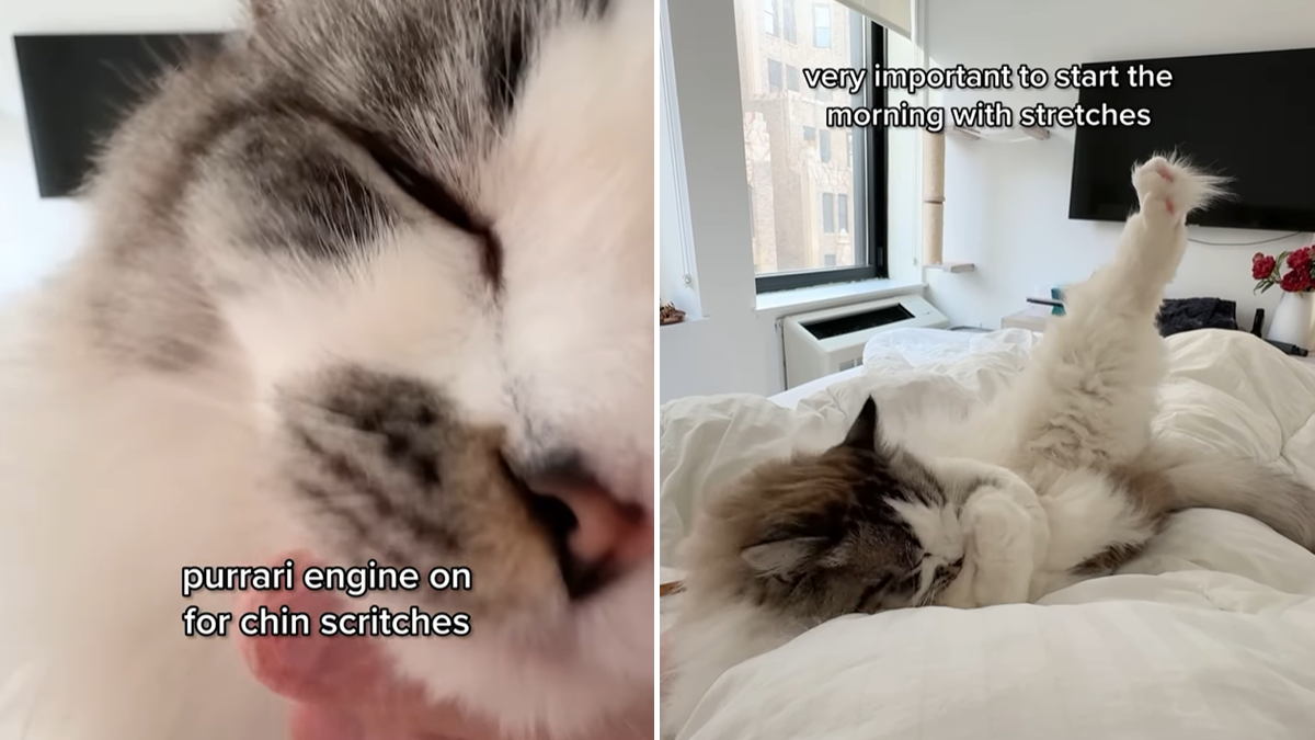 Video of Clingy Cat Politely Requesting for Cuddles Melts Hearts - CatTime