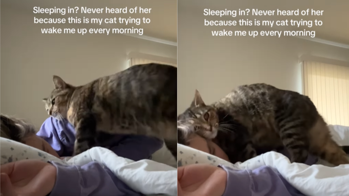 Cat Makes 'Diabolical Noises' To Wake Up Owner in Funny Video - CatTime