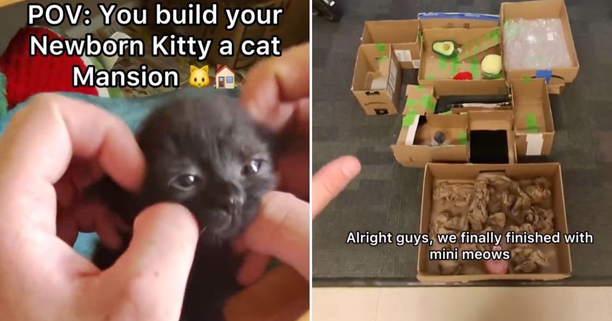 Video: Owner Building His Newborn Kitten a 'Cat Mansion' Goes Viral ...