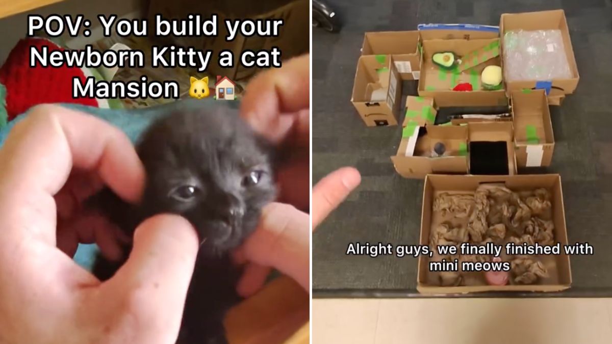 Video: Owner Building His Newborn Kitten a 'Cat Mansion' Goes Viral ...