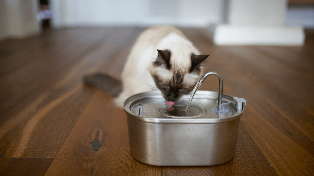 Best Cat Water Fountains to Keep Your Kitty Hydrated