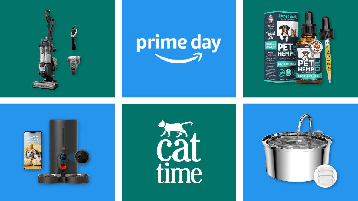 CatTime - The place for all things feline