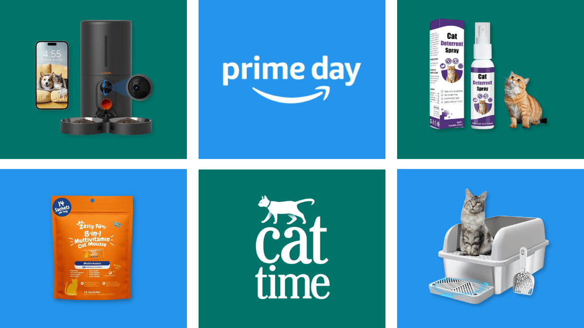 CatTime - The place for all things feline
