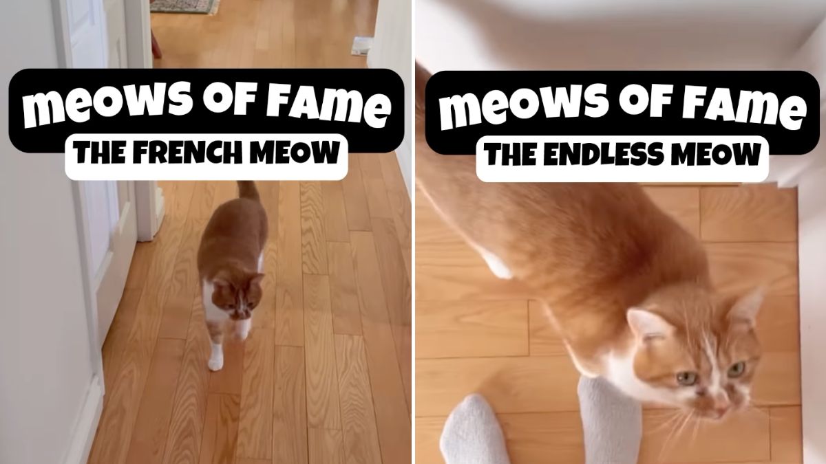 45 Funny & Relatable Cat Memes To Make Your Day Better - CatTime