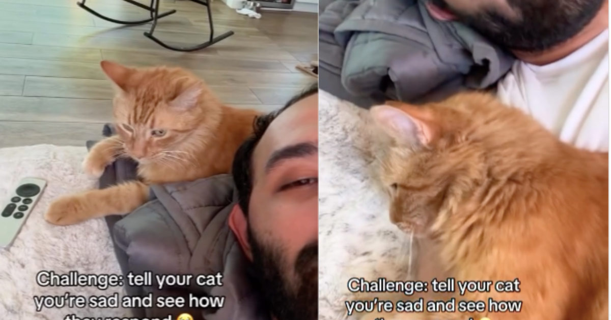 Video: Cat's Reaction To 'Sad' Owner Asking For Cuddles Melts Hearts ...