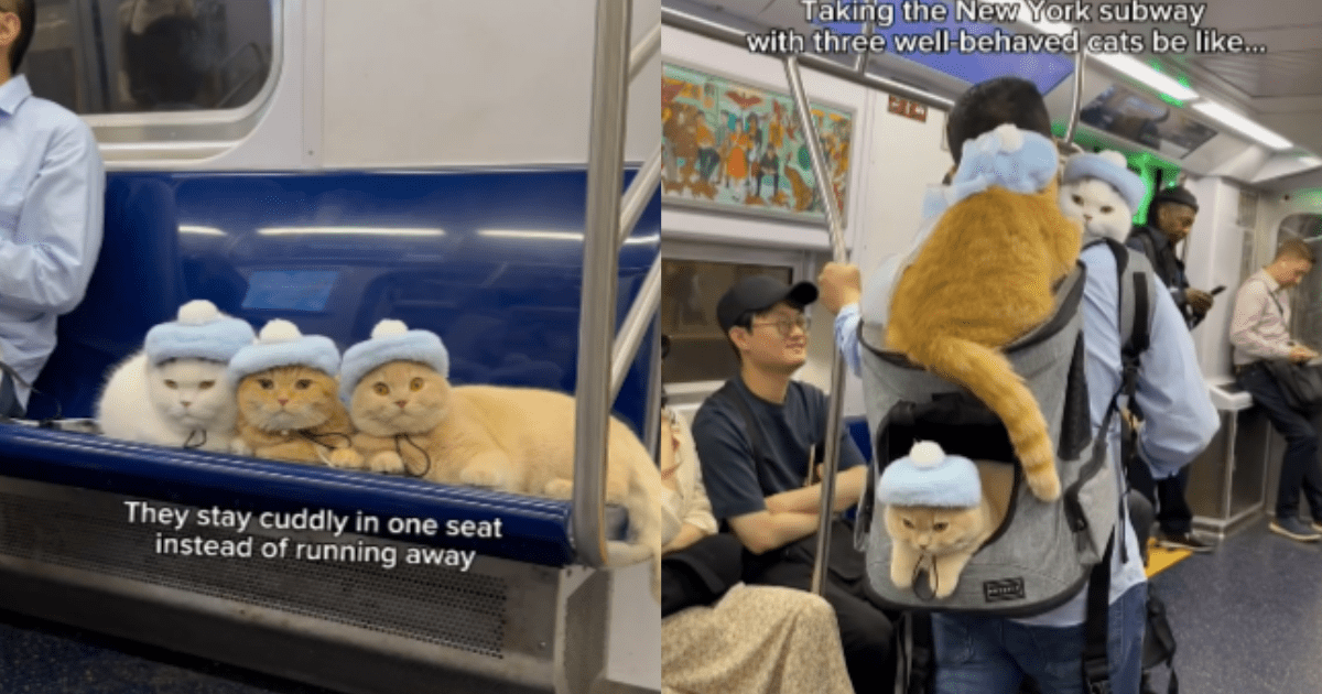 Video: Three Cats Are The Most 'Well-behaved' On New York Subway - CatTime