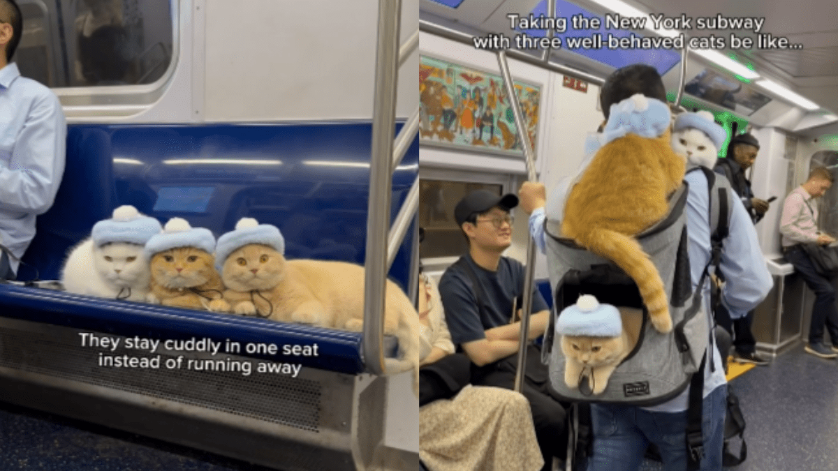 Video: Three Cats Are The Most 'Well-behaved' On New York Subway - CatTime