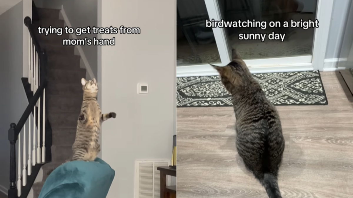 Video: Blind Cat 'Doing Normal Cat Stuff' Is So Cute It Melts Hearts ...