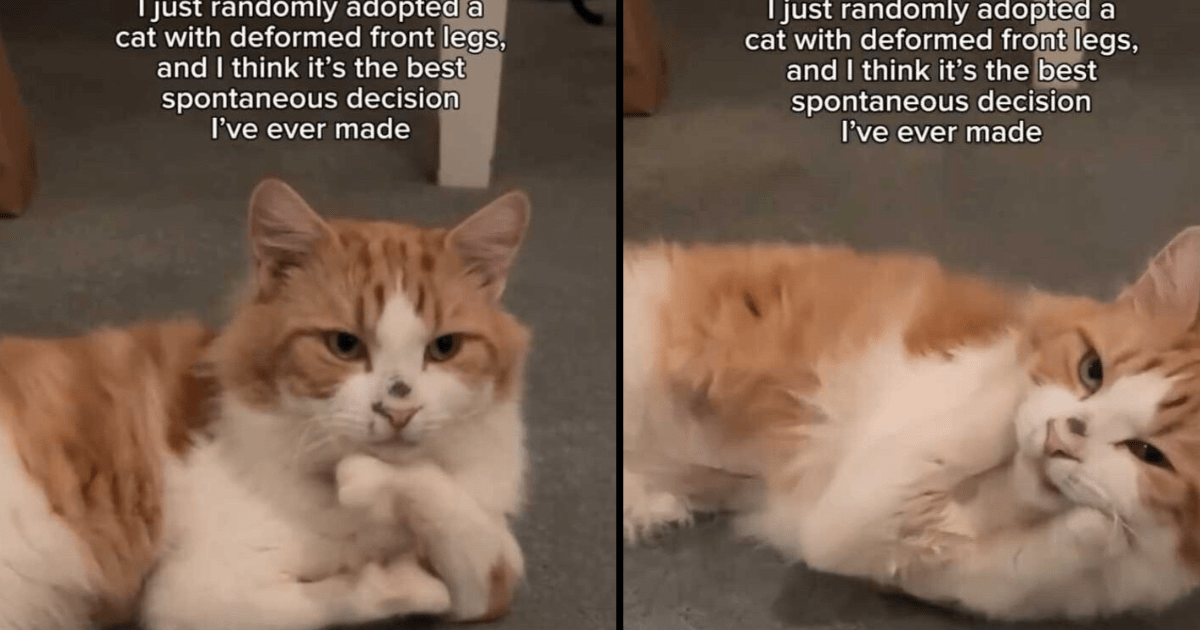 Video: Owner Calls Cat Adoption 'Best Spontaneous Decision' & Netizens ...