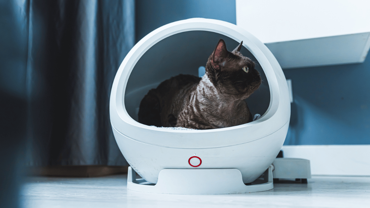 16 Best Self-Cleaning Litter Boxes That Will Make Your Life Easier