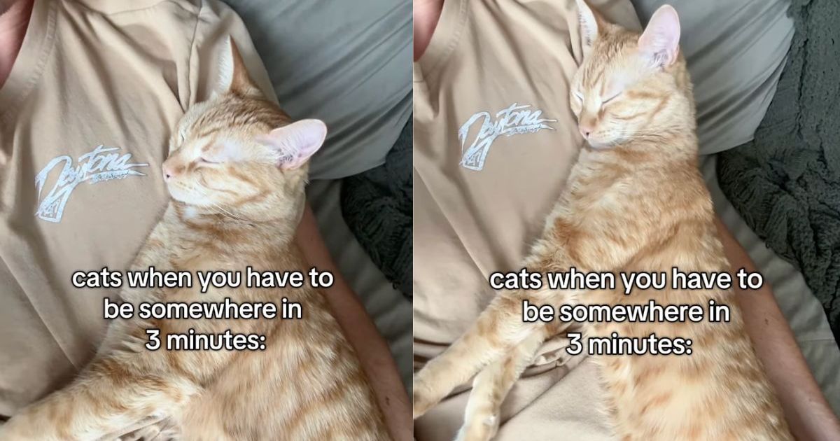 Video: Cat Doesn't Plan To Let Owner Go About Their Day - CatTime