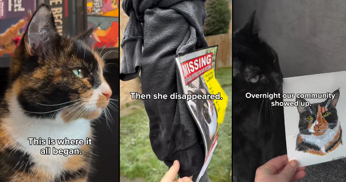 Video: Owner Honors Late Cat's Love By 'Building, Growing, Remembering ...