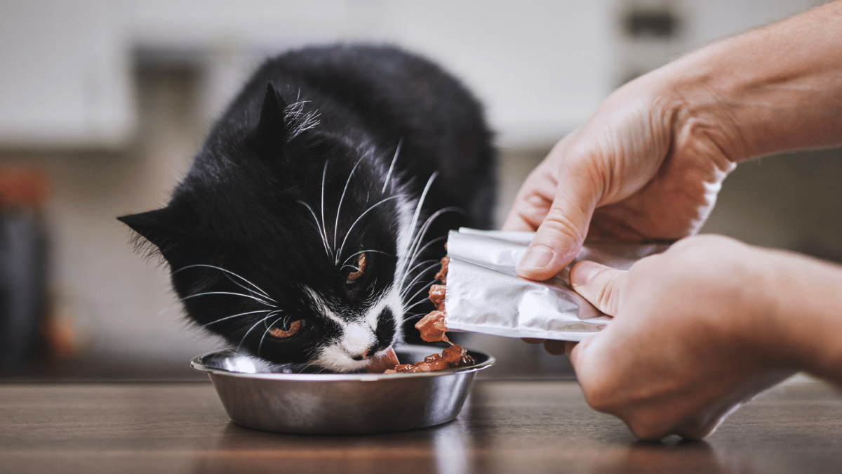 11 Best Wet Cat Foods That Even Picky Eaters Will Love - CatTime