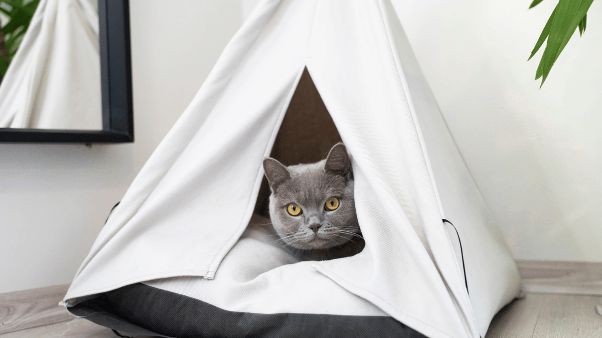 11 Best Cat Tents for Outdoor and Indoor Adventures