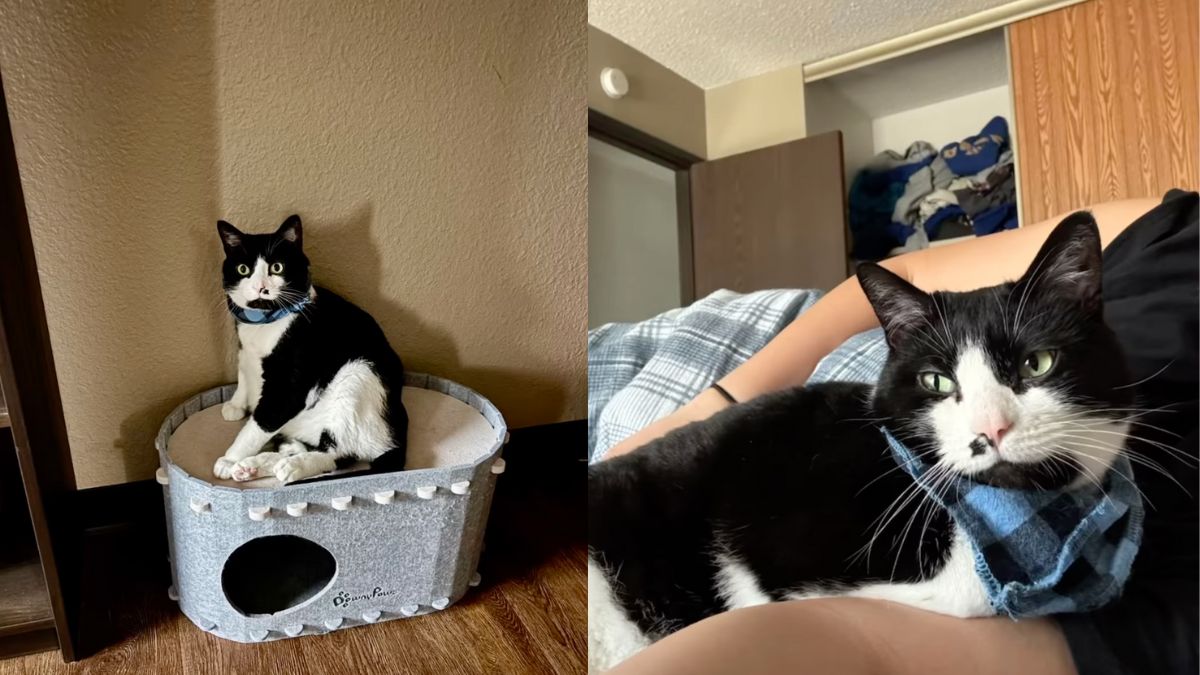 Truffles the Cat Helps Kids Get Comfortable With Glasses