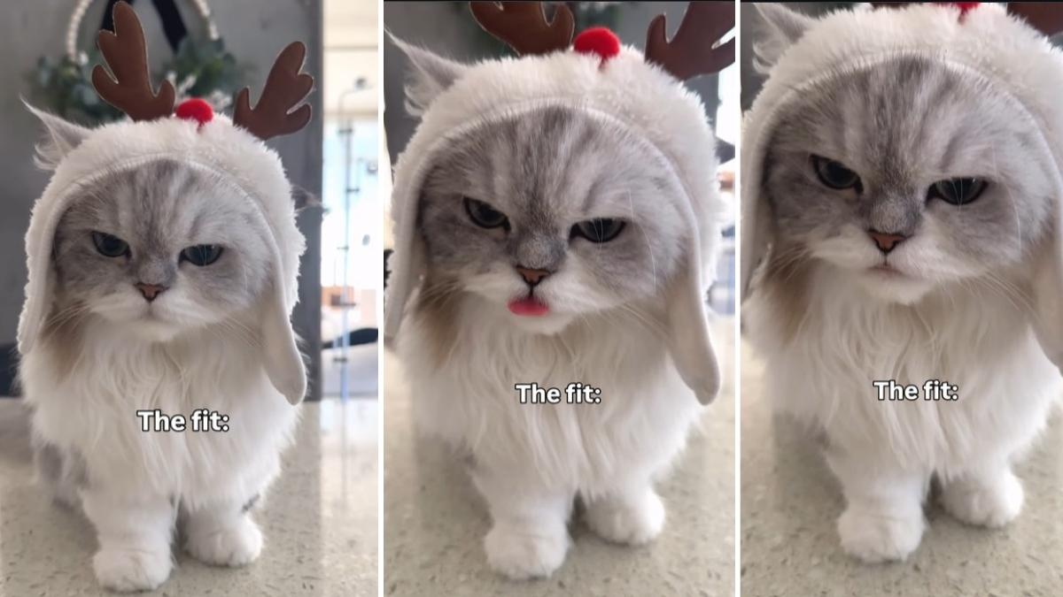Cat Wears Rudolph Costume & Spreads Festive Cheer in This Video - CatTime