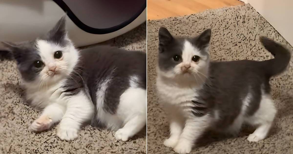 Video: Cat Wins Internet With Late Night Zoomies - CatTime