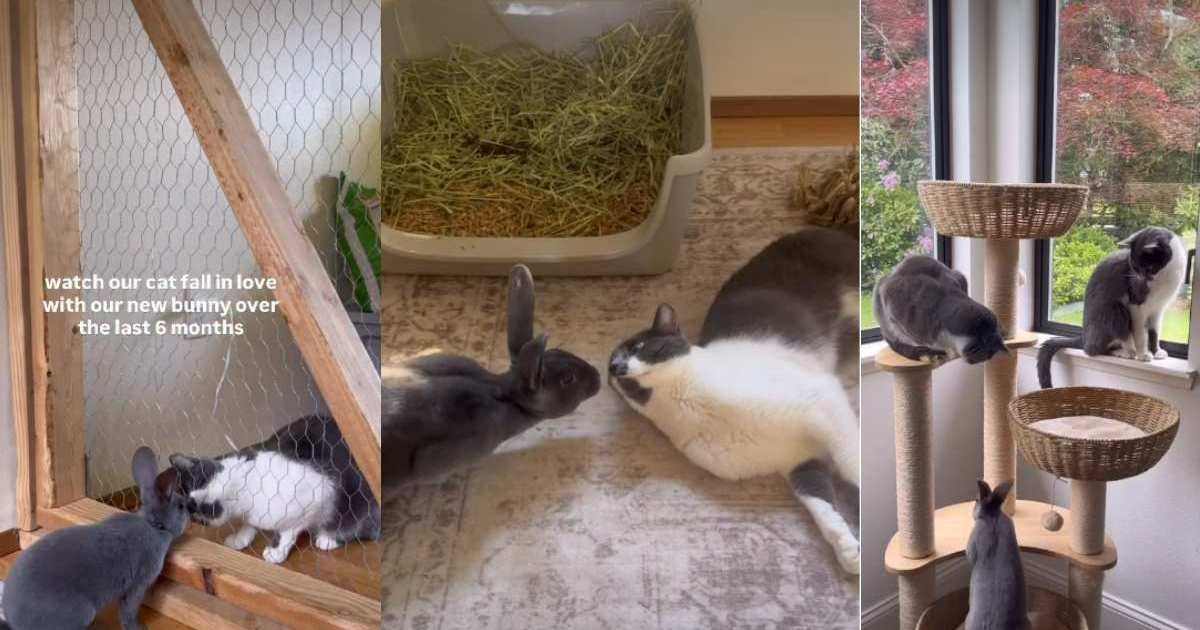 Video: Cat Gradually Falls in Love With Bunny - CatTime
