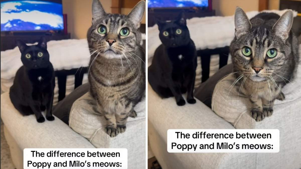 Video: Cat Siblings’ Meows Are on ‘Opposite Ends of the Spectrum' - CatTime