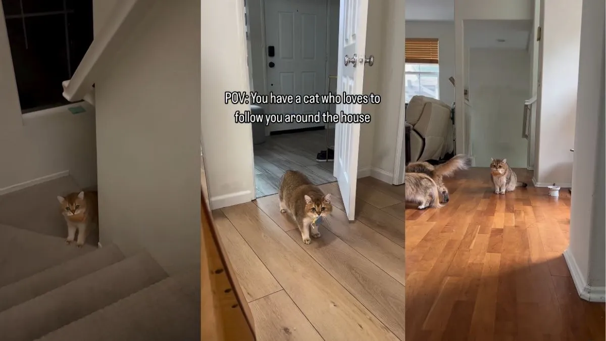 Video Shows What Happens When You Have a Clingy Cat - CatTime