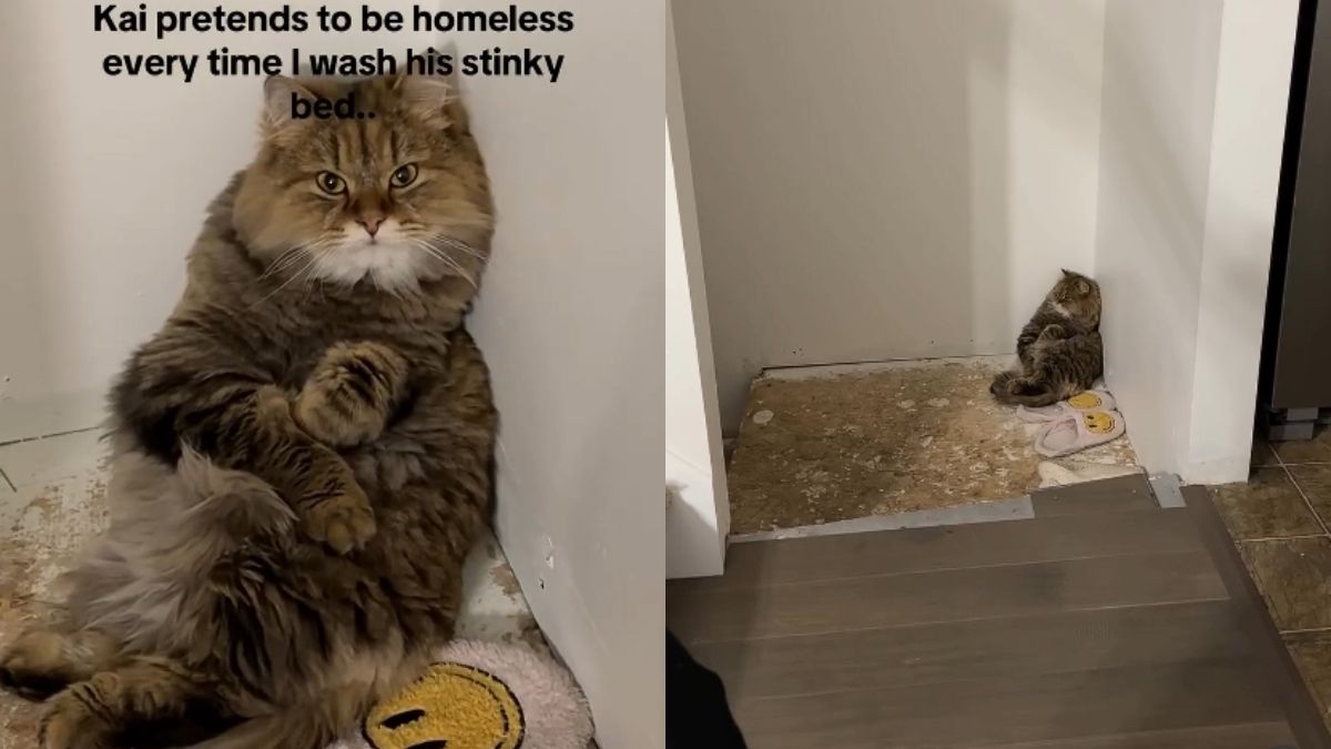 Video Shows Cat Pretending To Be Homeless After Owner Does This - CatTime