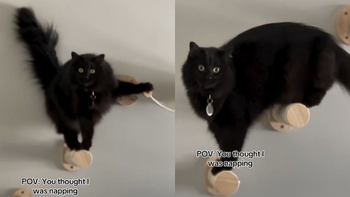 Viral Video Shows Cat Balancing on Wall, Amusing Viewers - CatTime