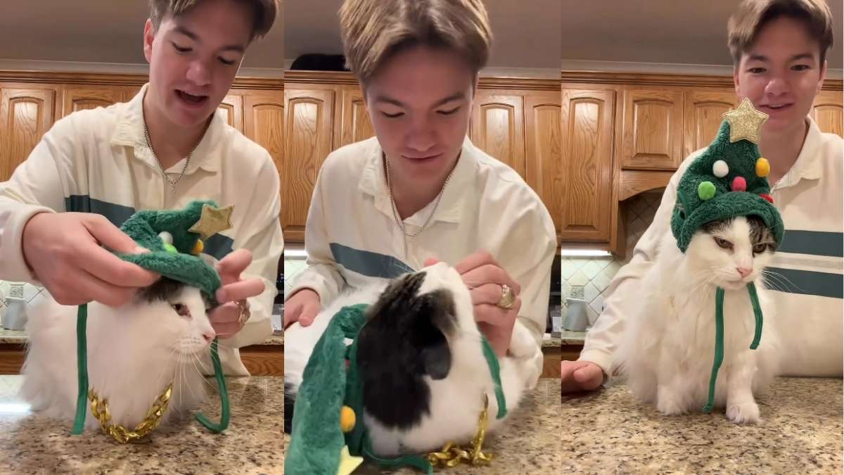 Video Shows 'Angry' Cat's Reaction To New Hat & It's Hilarious - CatTime