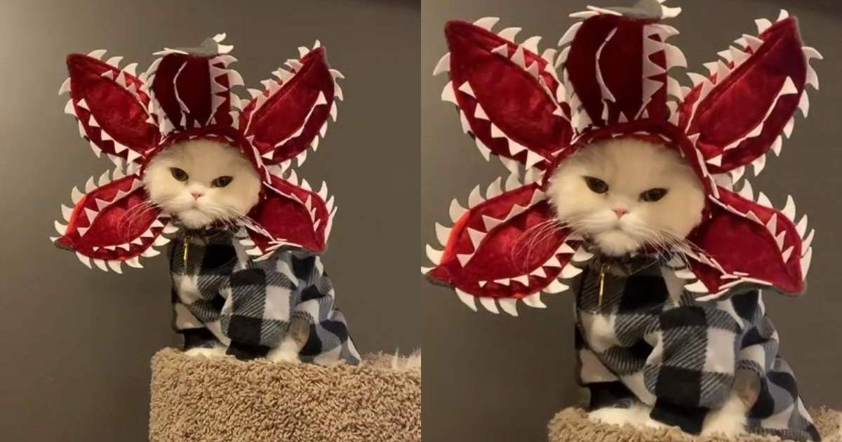 Cat Turns Into ‘Stranger Things’ Character in Adorable Video - CatTime