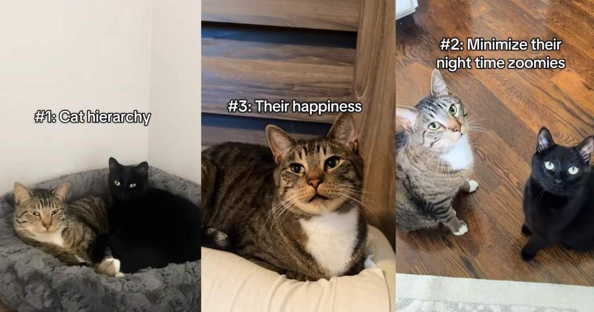 Video: Owner Explains Why 2 Cats Are Ideal for Your Household - CatTime