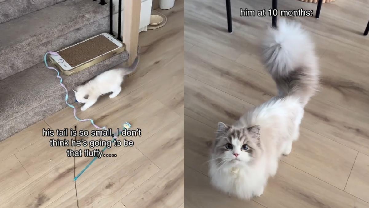 Cat's Fluffy Tail Evolution Goes Viral on Instagram - CatTime