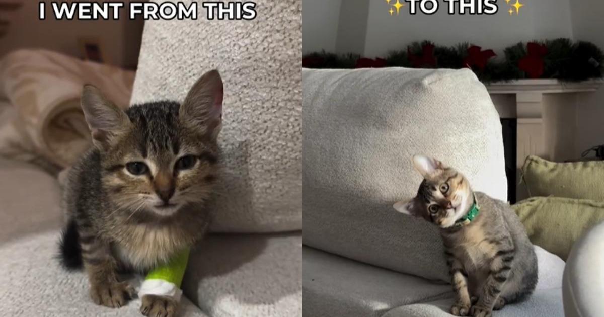 Cat's Transformation Video Goes Viral & You'll See Why - CatTime