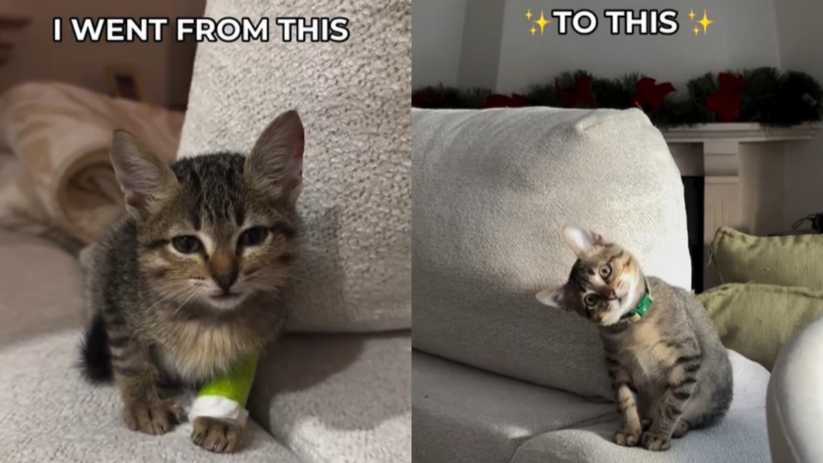 Cat's Transformation Video Goes Viral & You'll See Why - CatTime