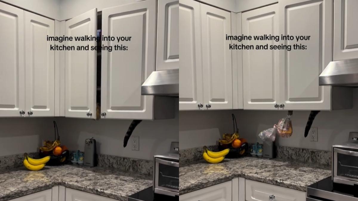 Video Shows Cat Owner Walking Into the Kitchen for Hilarious Surprise ...