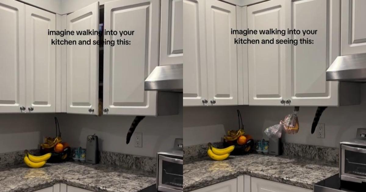 Video Shows Cat Owner Walking Into the Kitchen for Hilarious Surprise ...