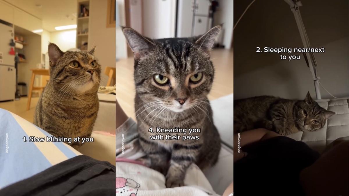 Video: This Cat Shows Love to Owner in 9 Different Ways - CatTime