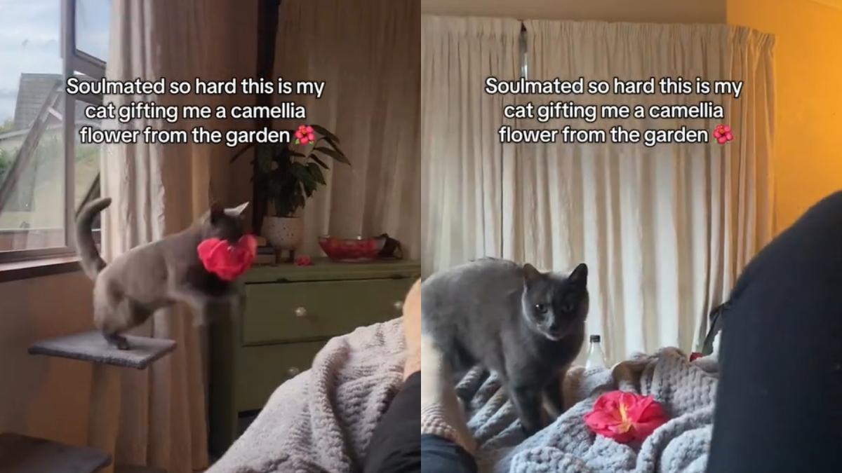 Cat Tries This ‘Method’ When Golden Retrievers Try To Be Friendly - CatTime