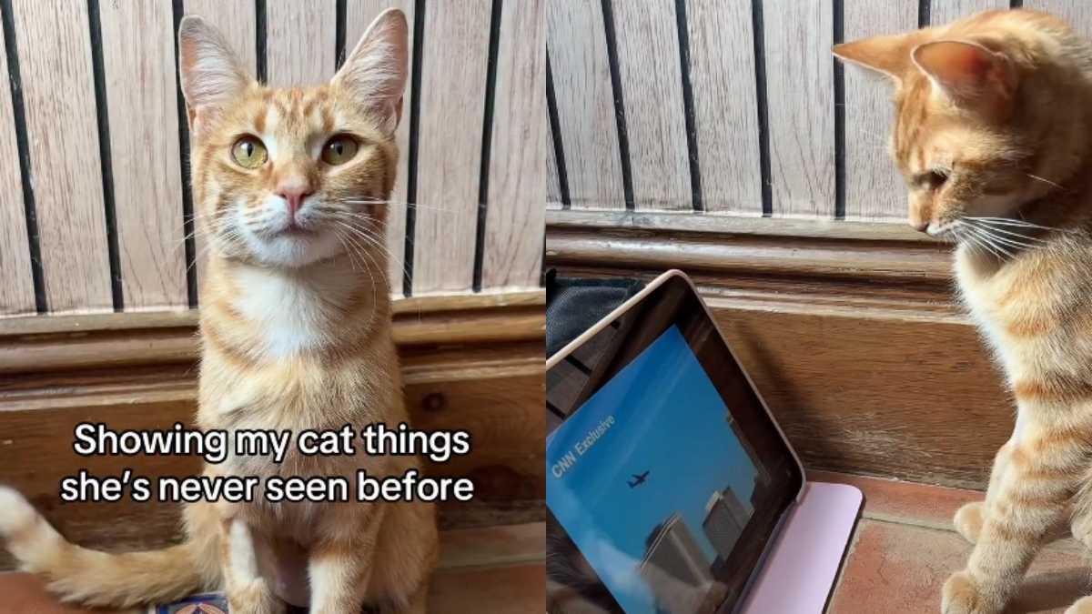 Cat Sees Everything She's Never Seen Before in Adorable Video - CatTime