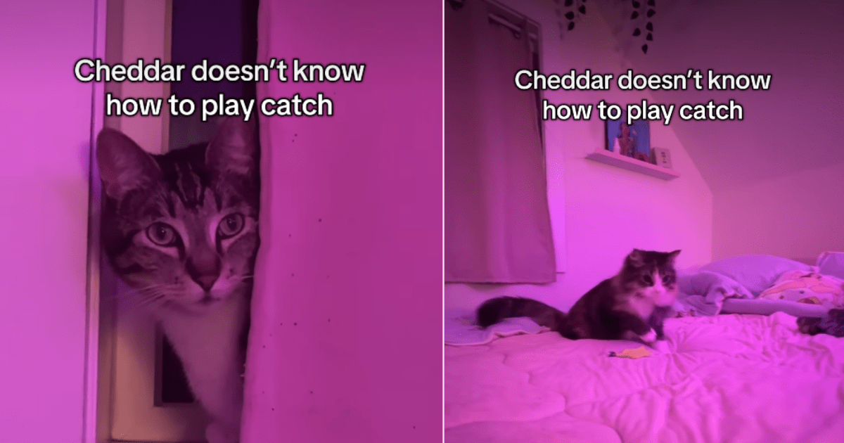 Cat's Reaction to Seeing the Other Cat Play Catch Is Priceless - CatTime