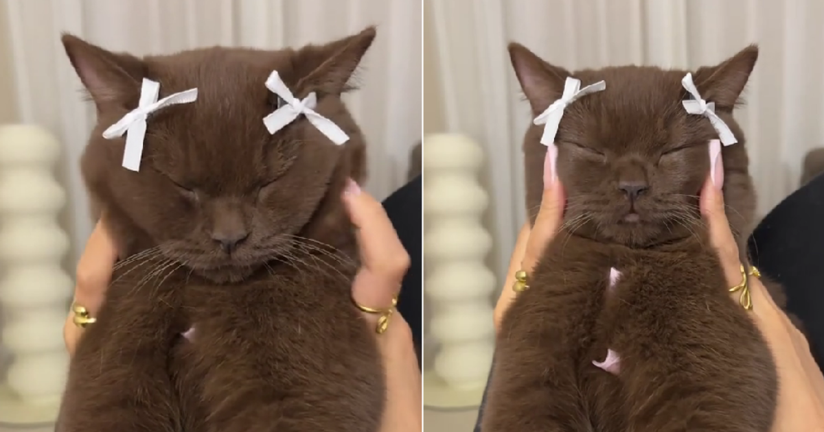 Video: Cat Enjoying a Face Massage Wearing Bows Will Make Your Day