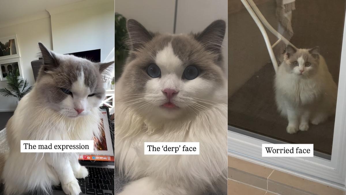 Video: Cat Has More Expressions Than You’ll Ever See - CatTime