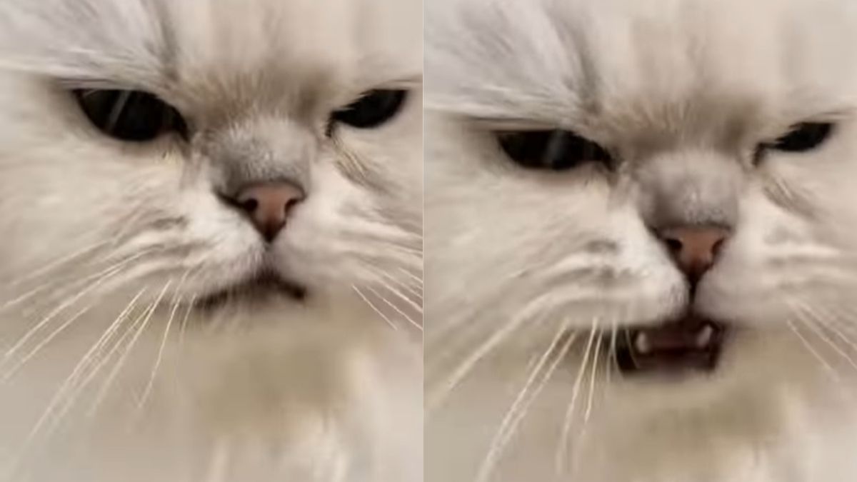 Cat Reacts the Moment Someone Touches Her - CatTime