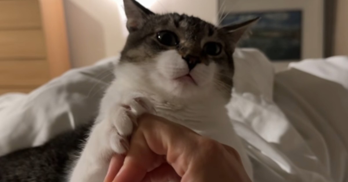 Cat Participates in an Instagram Trend & the Results Are Unexpected ...