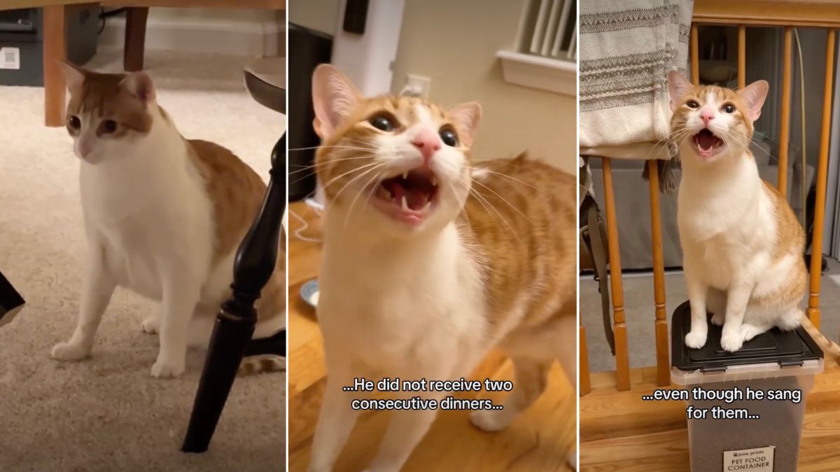 Video: ‘Brave’ Orange Cat Has a Lot To Deal With in One Day - CatTime