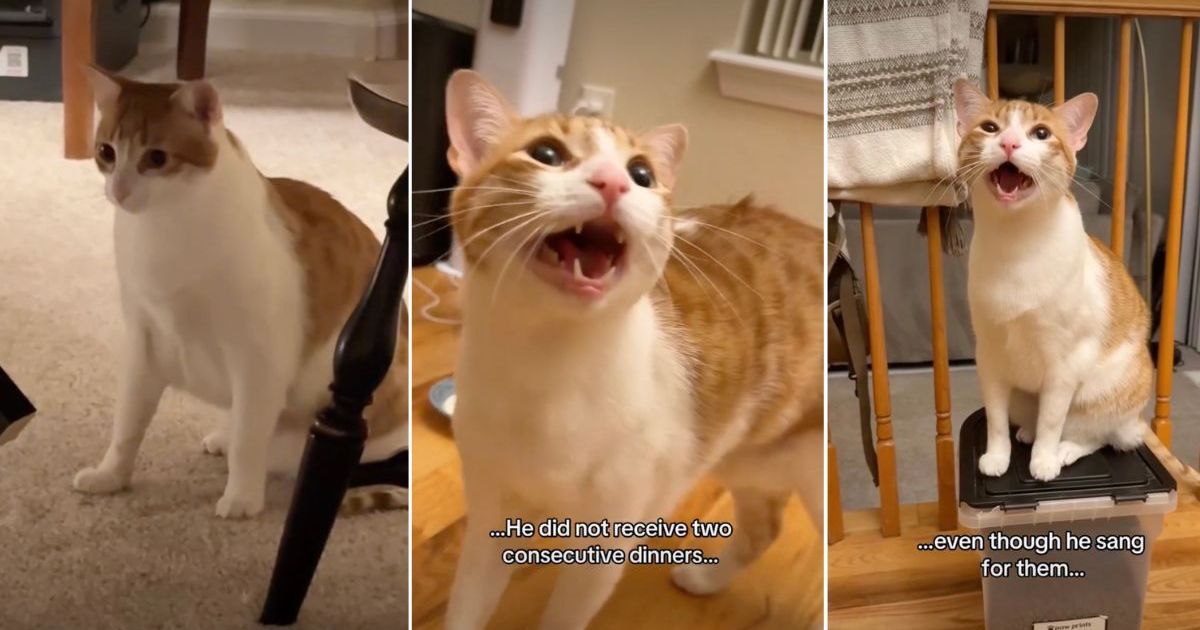 Video: ‘Brave’ Orange Cat Has a Lot To Deal With in One Day - CatTime