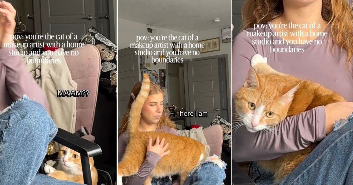 Video: Makeup Artist's Cat Has 'No Boundaries' With Customer - CatTime