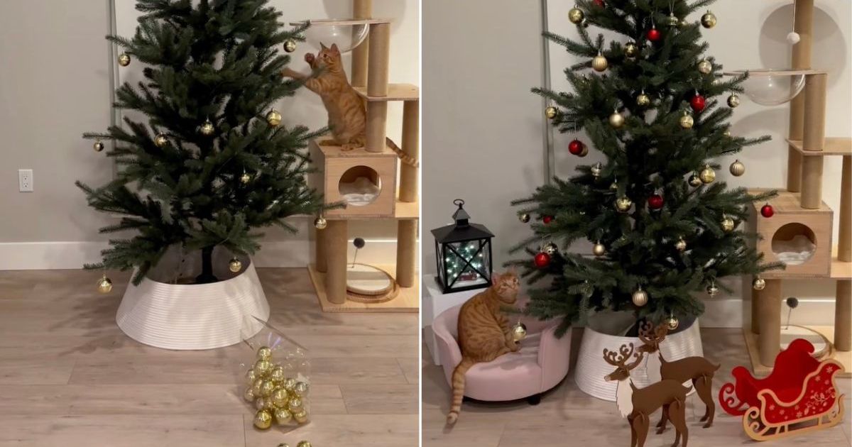 Video Documents Cat Decorating His First Ever Christmas Tree - CatTime