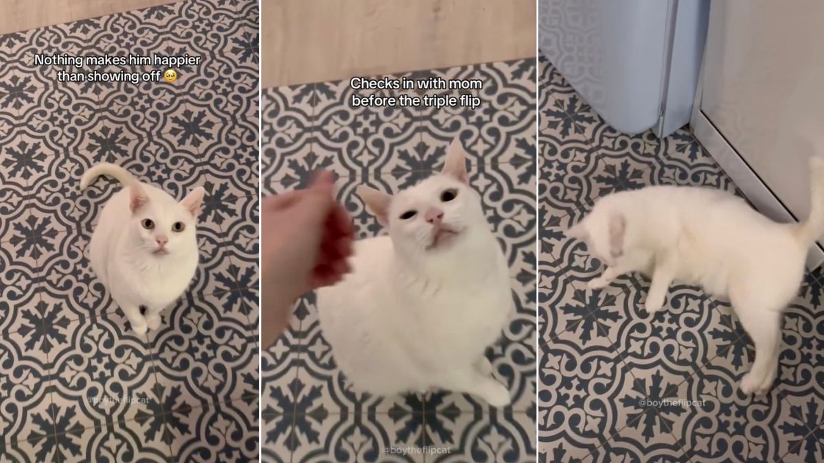 Video: Cat Won't Rest Until Owner Sees His 'Quadruple Flip' - CatTime