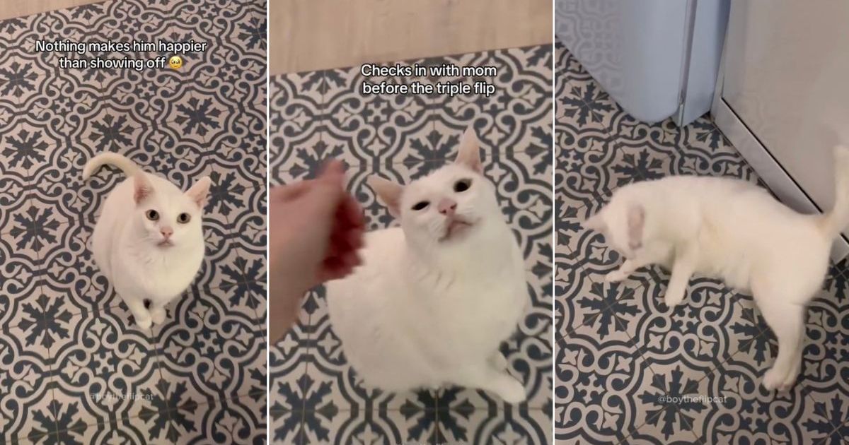 Video: Cat Won't Rest Until Owner Sees His 'Quadruple Flip' - CatTime