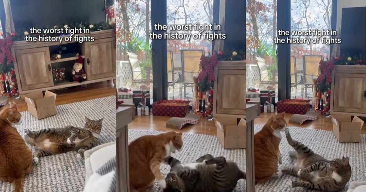 Cats Get Into 'Worst Fight in the History of Fights' Over Nothing - CatTime