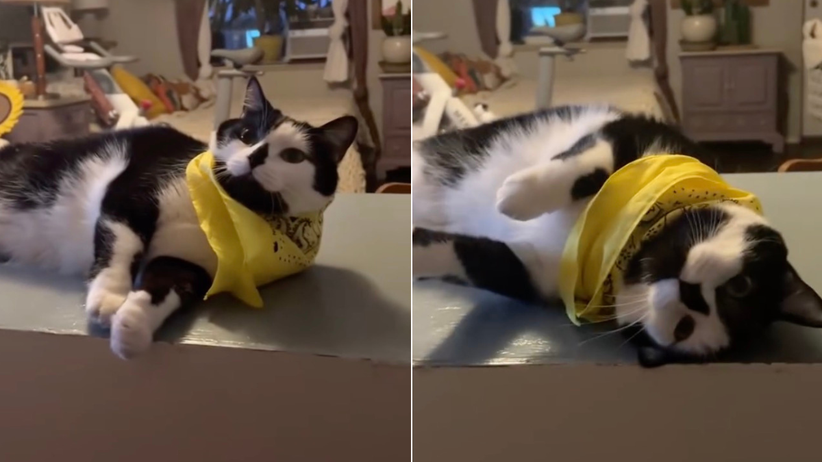 Video: Cat Says Yes to Breakfast with This Gesture - CatTime